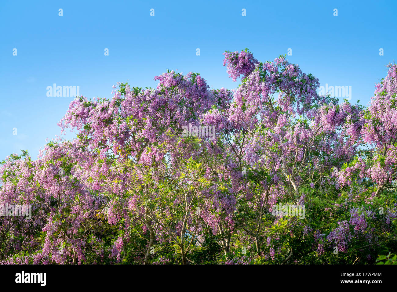 Millettia brandisiana is a perennial plant in the bean family. Purple ...