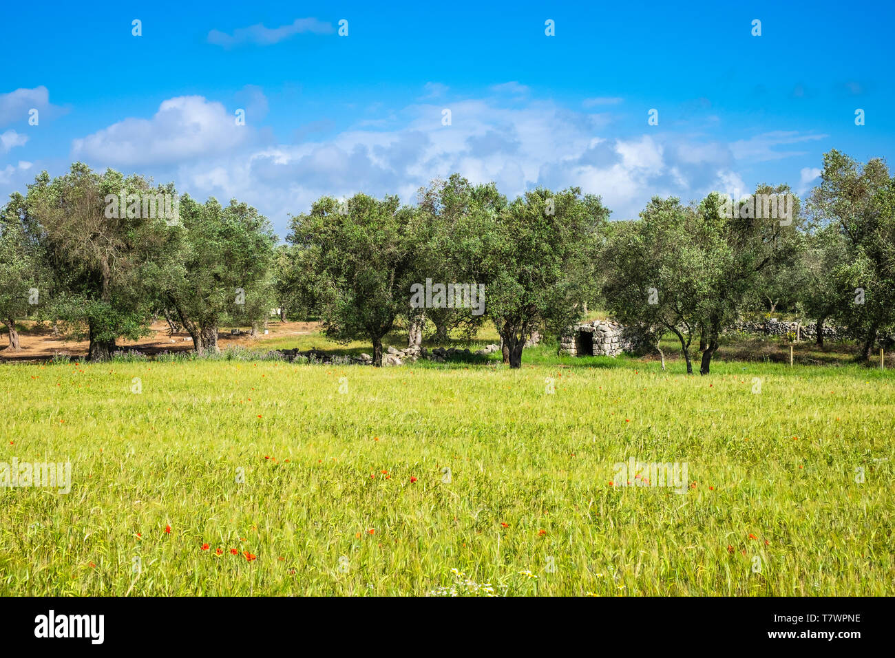Olive trees southern italy hi-res stock photography and images - Alamy