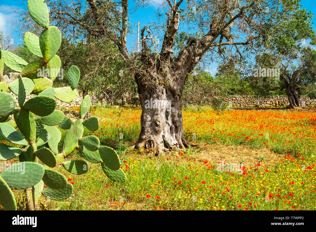 Italy, Apulia, Salento region, olive trees cultivation, the green gold ...