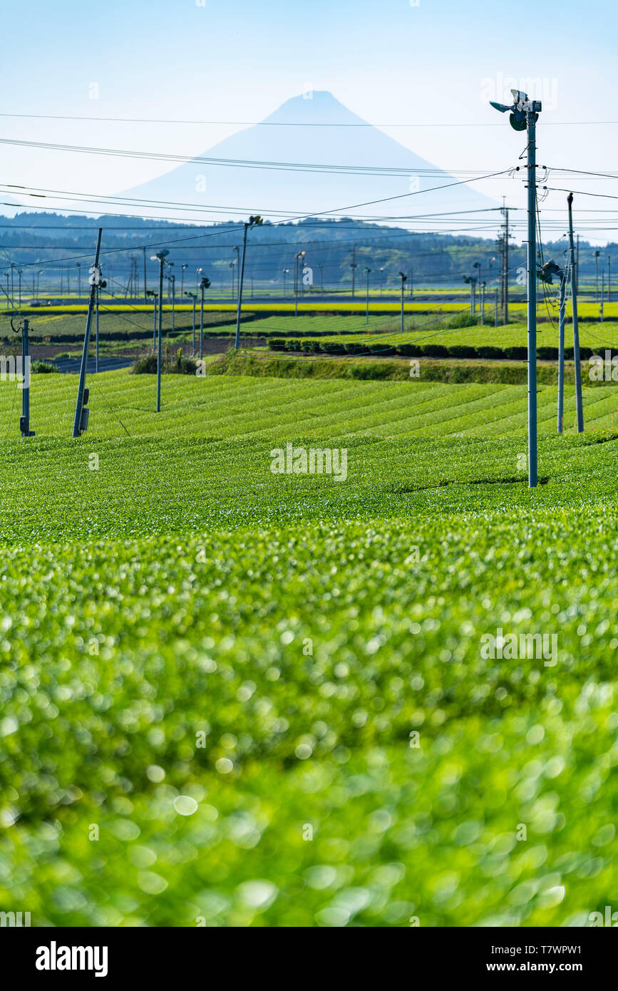 Green tea field, Chiran, Minami Kyushu City, Kagoshima Prefecture ...