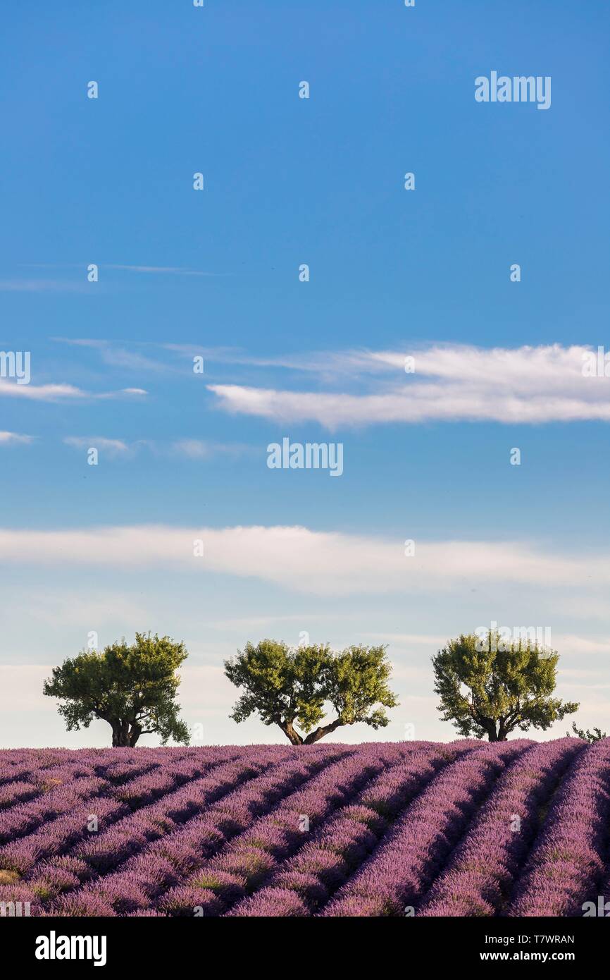 France, Alpes de Haute Provence, Verdon Regional Nature Park, Valensole ...