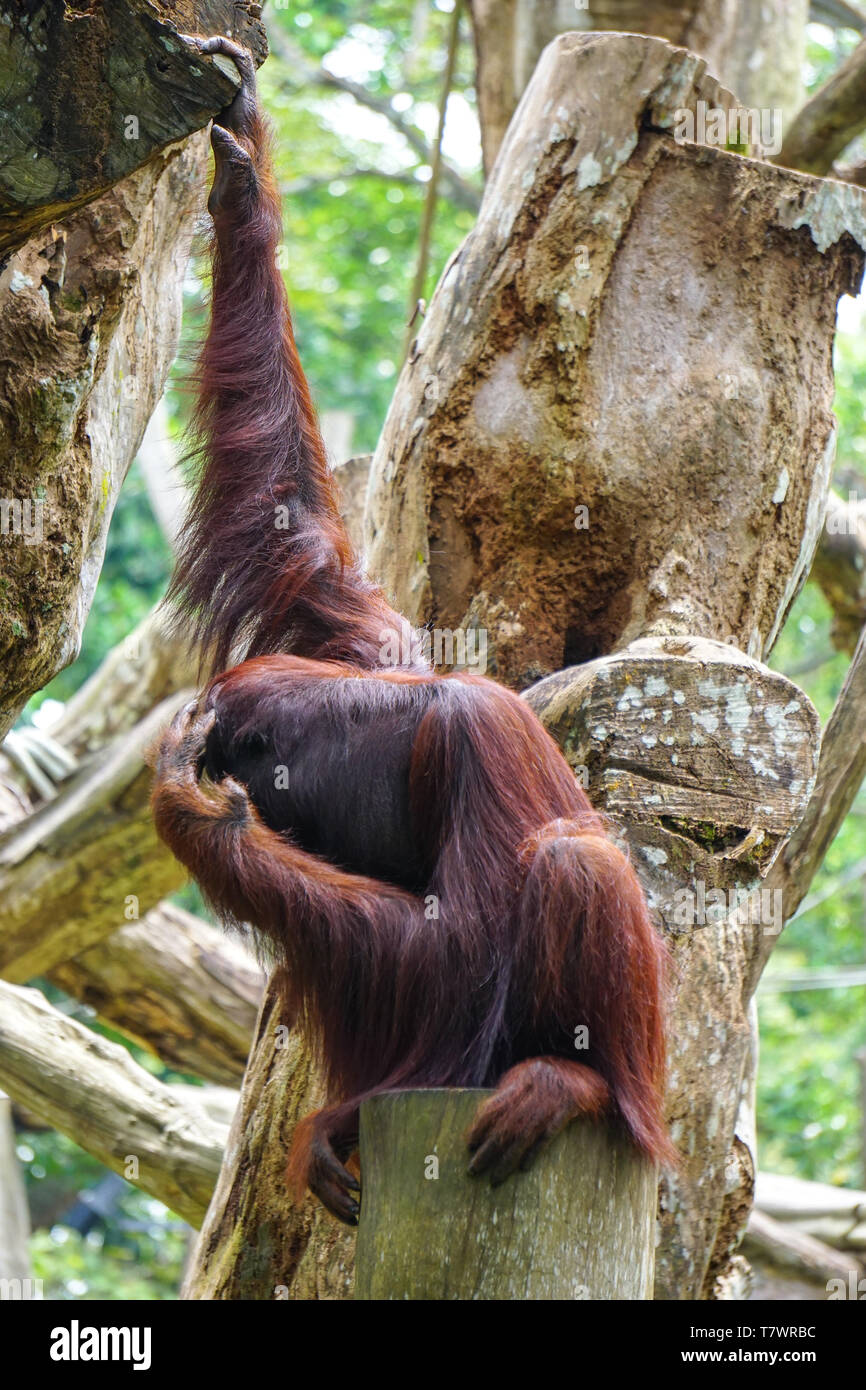 Orangutan hanging on tree in hi-res stock photography and images - Alamy