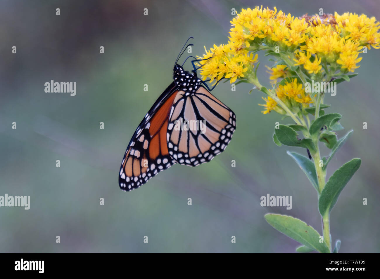 Monarch butterfly in minnesota hi-res stock photography and images - Alamy
