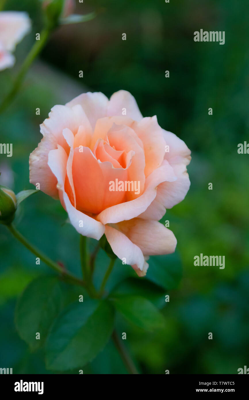 peach rose in bloom Stock Photo - Alamy