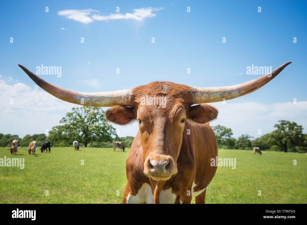 Closeup portrait of Texas longhorn on spring pasture. Blue sky ...