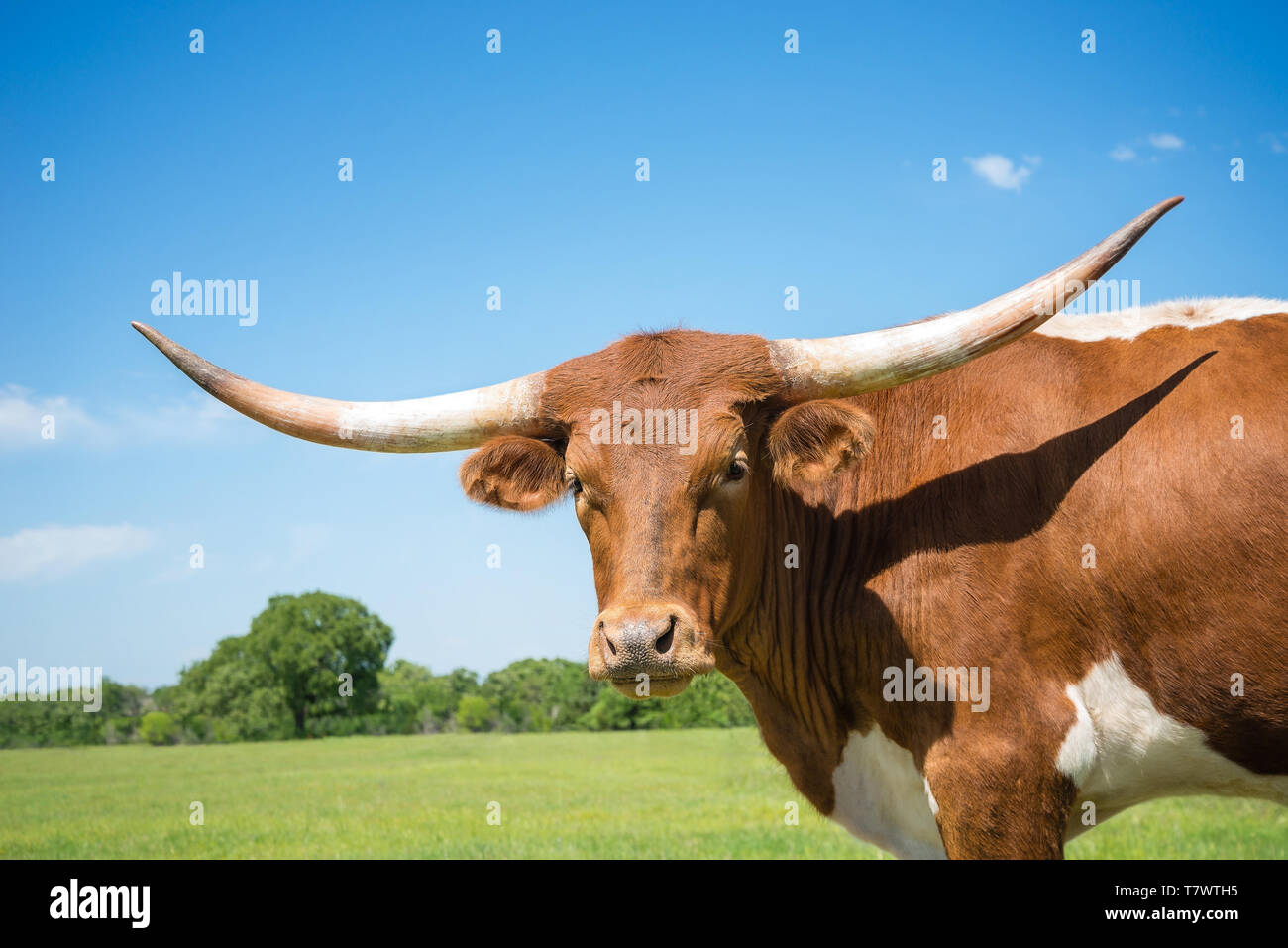 Closeup portrait of Texas longhorn on spring pasture. Blue sky ...