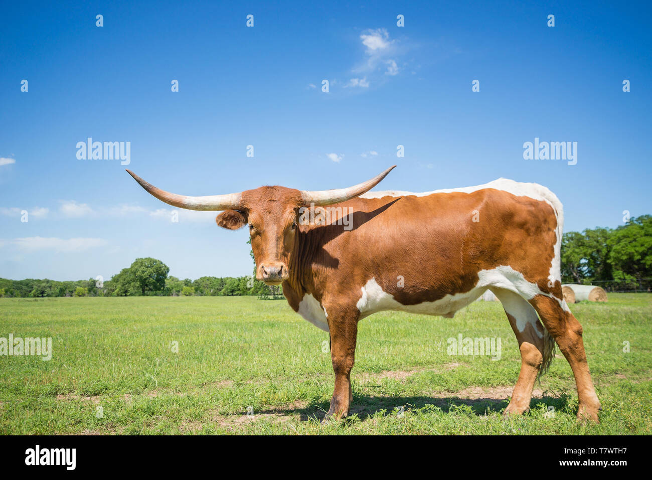 Texas longhorn on spring pasture. Blue sky background with copy space ...