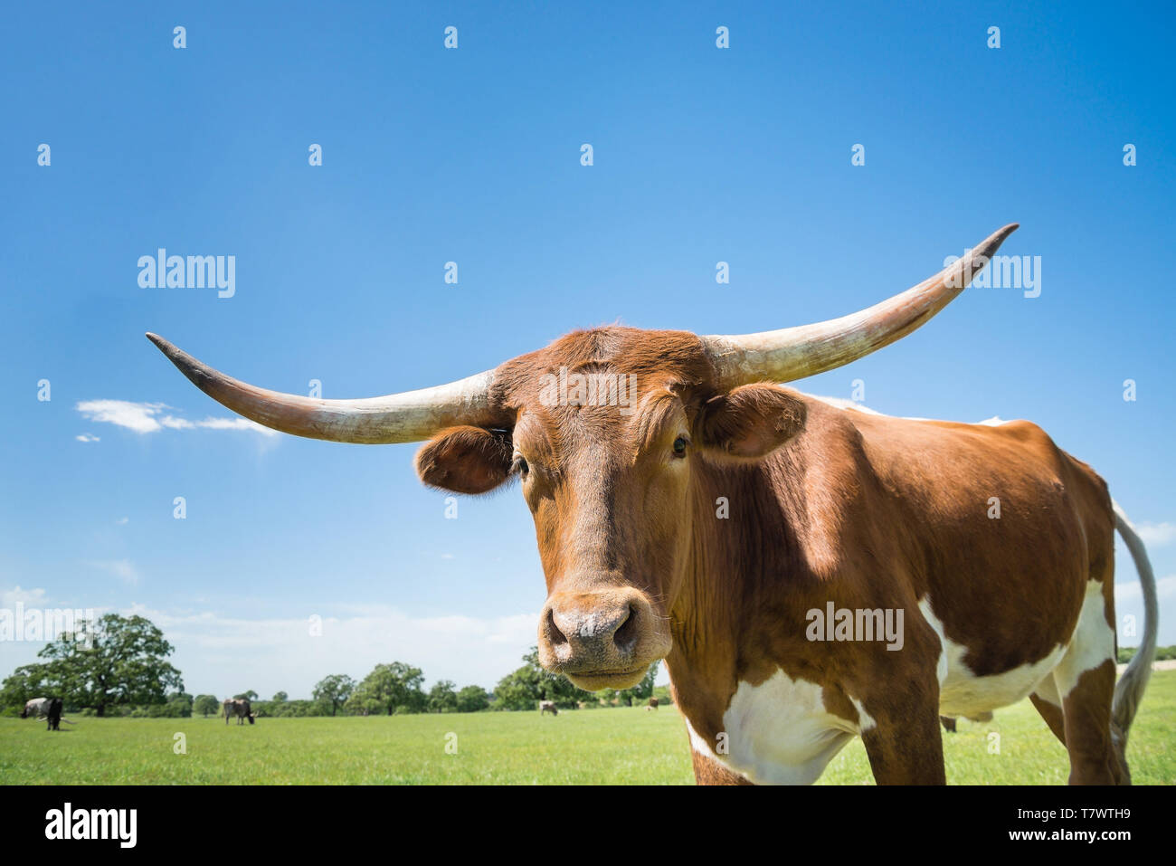 Closeup portrait of Texas longhorn on spring pasture. Blue sky ...