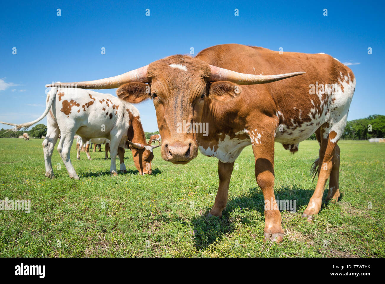 Texas longhorn cattle grazing on spring pasture. Blue sky background ...