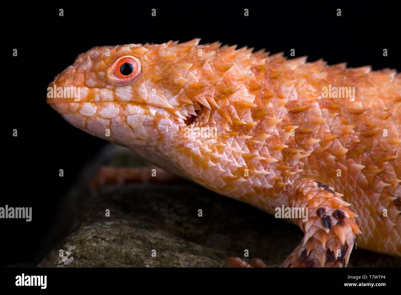 Eastern pilbara spiny tailed skink hi-res stock photography and images ...