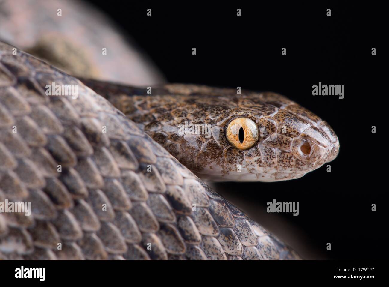 Mediterranean Cat Snake (Telescopus fallax iberus Stock Photo - Alamy