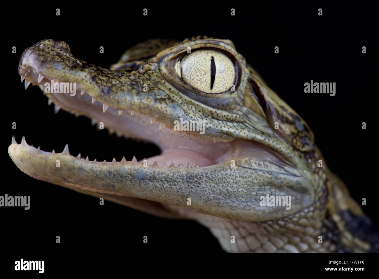 Spectacled caiman caiman crocodilus teeth hi-res stock photography and ...