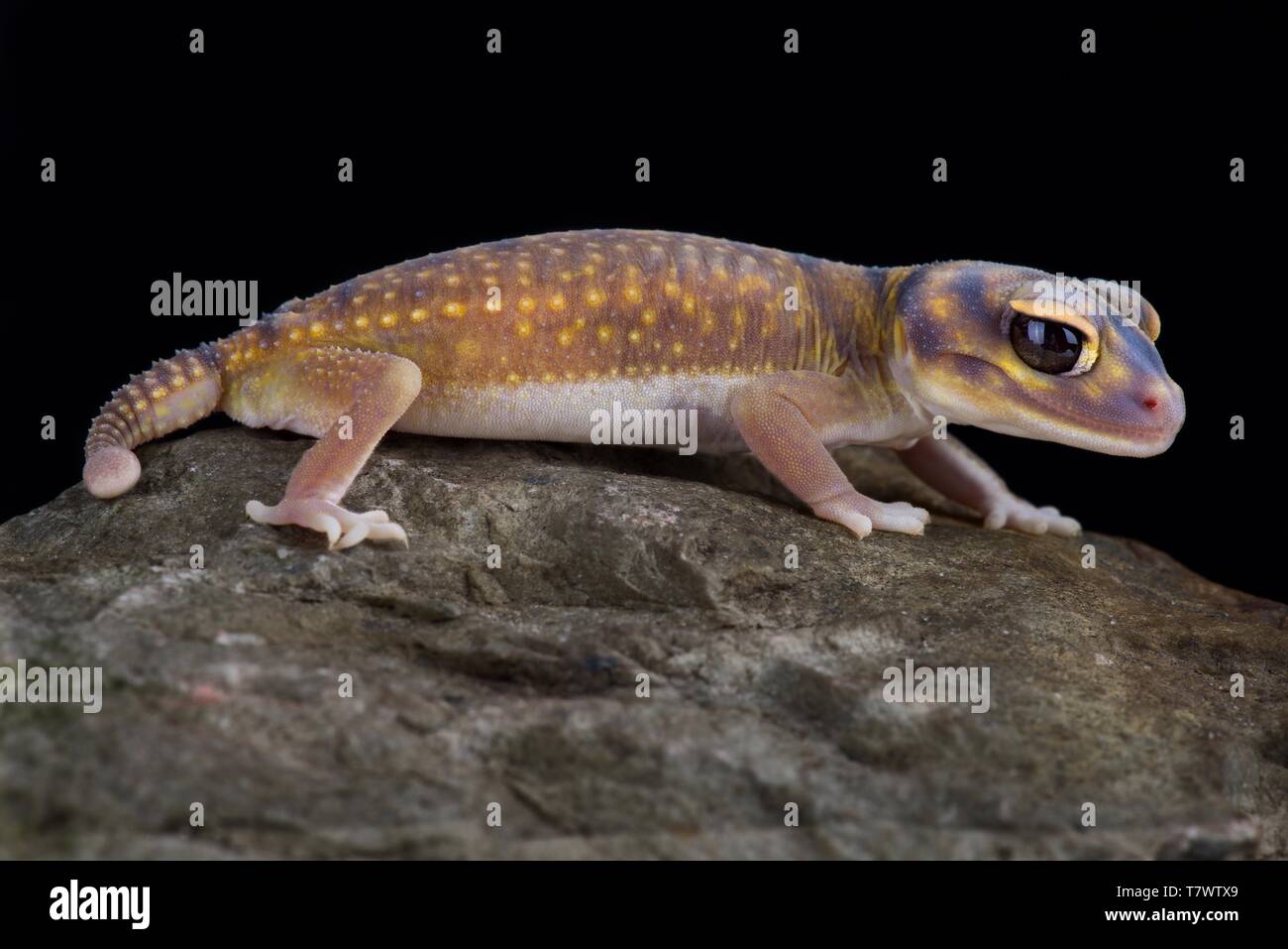 Nephrurus stellatus hi-res stock photography and images - Alamy