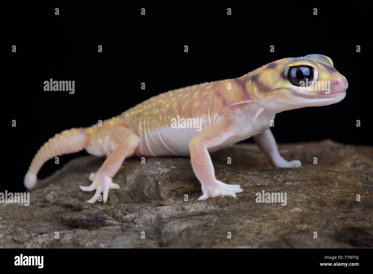 Starry knob-tailed gecko (Nephrurus stellatus Stock Photo - Alamy