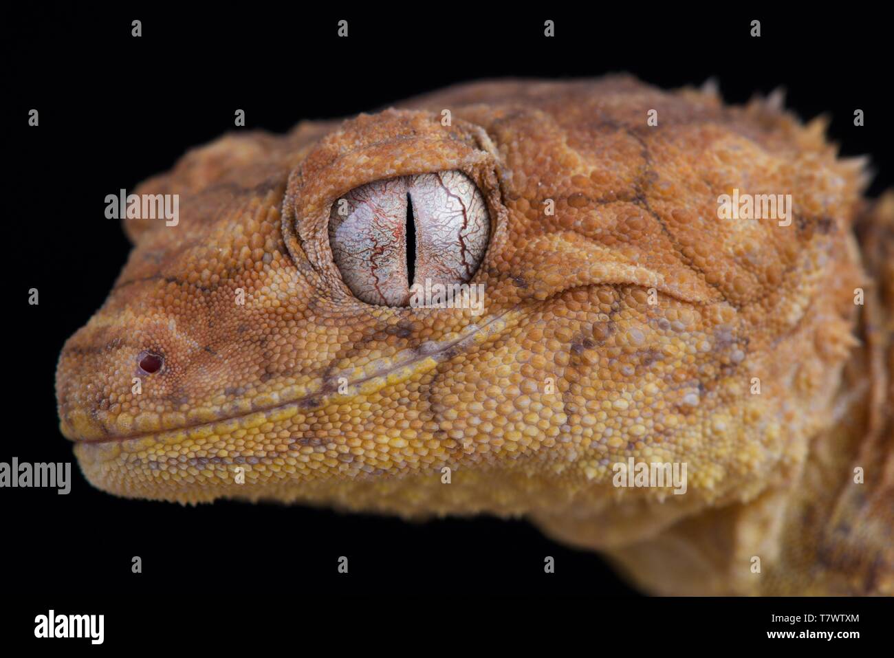 Rough gecko hi-res stock photography and images - Alamy