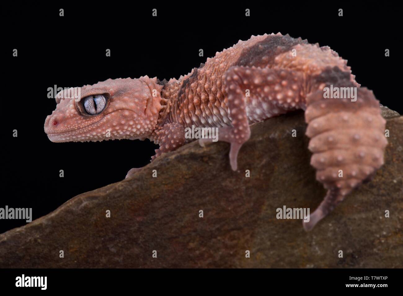 Wheeleri hi-res stock photography and images - Alamy