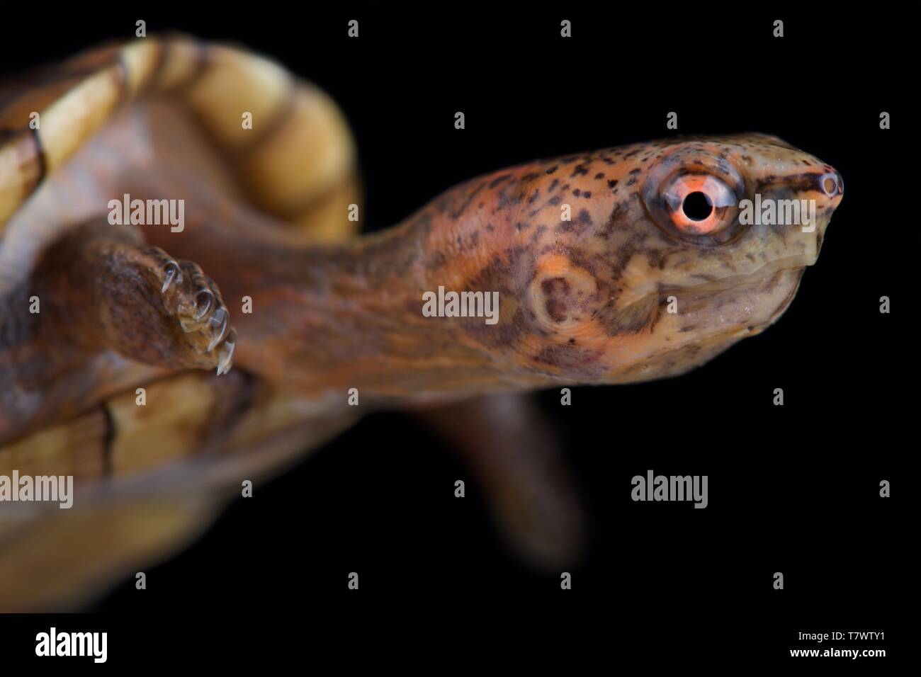 Tabasco mud turtle (Kinosternon acutum Stock Photo - Alamy