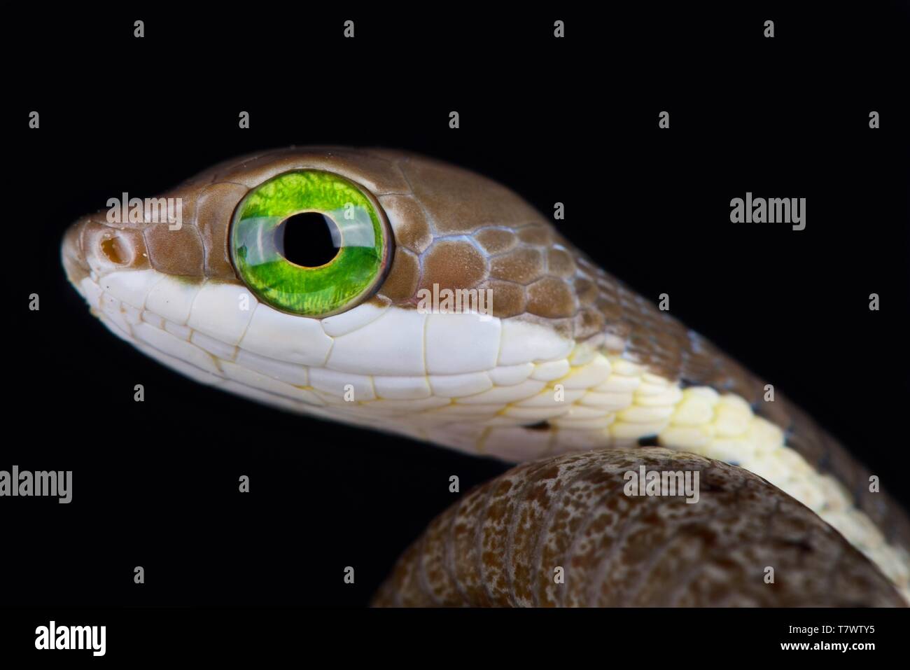 Dispholidus Typus High Resolution Stock Photography and Images - Alamy