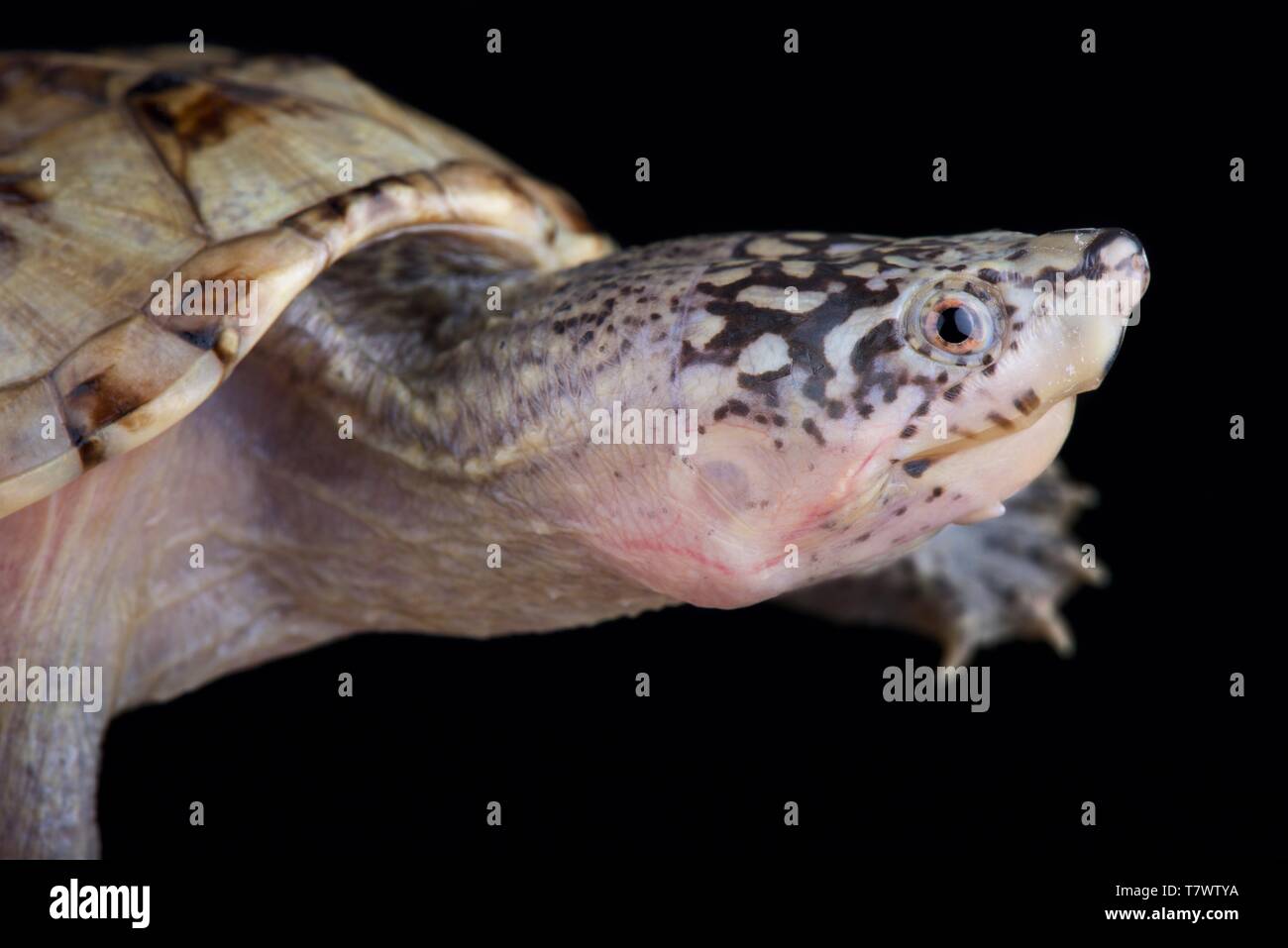 Musk turtle hi-res stock photography and images - Alamy