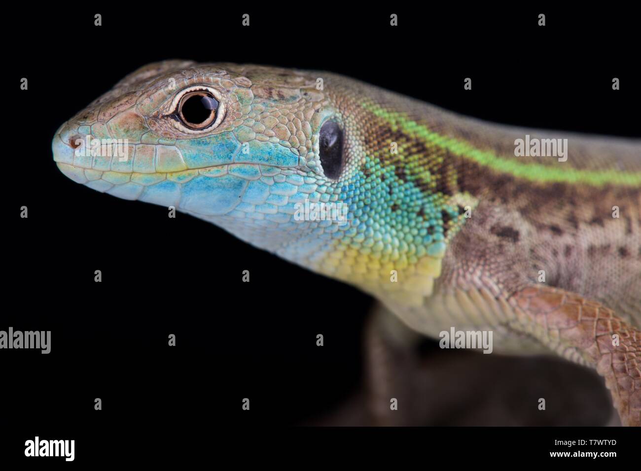 Turkish endemic hi-res stock photography and images - Alamy