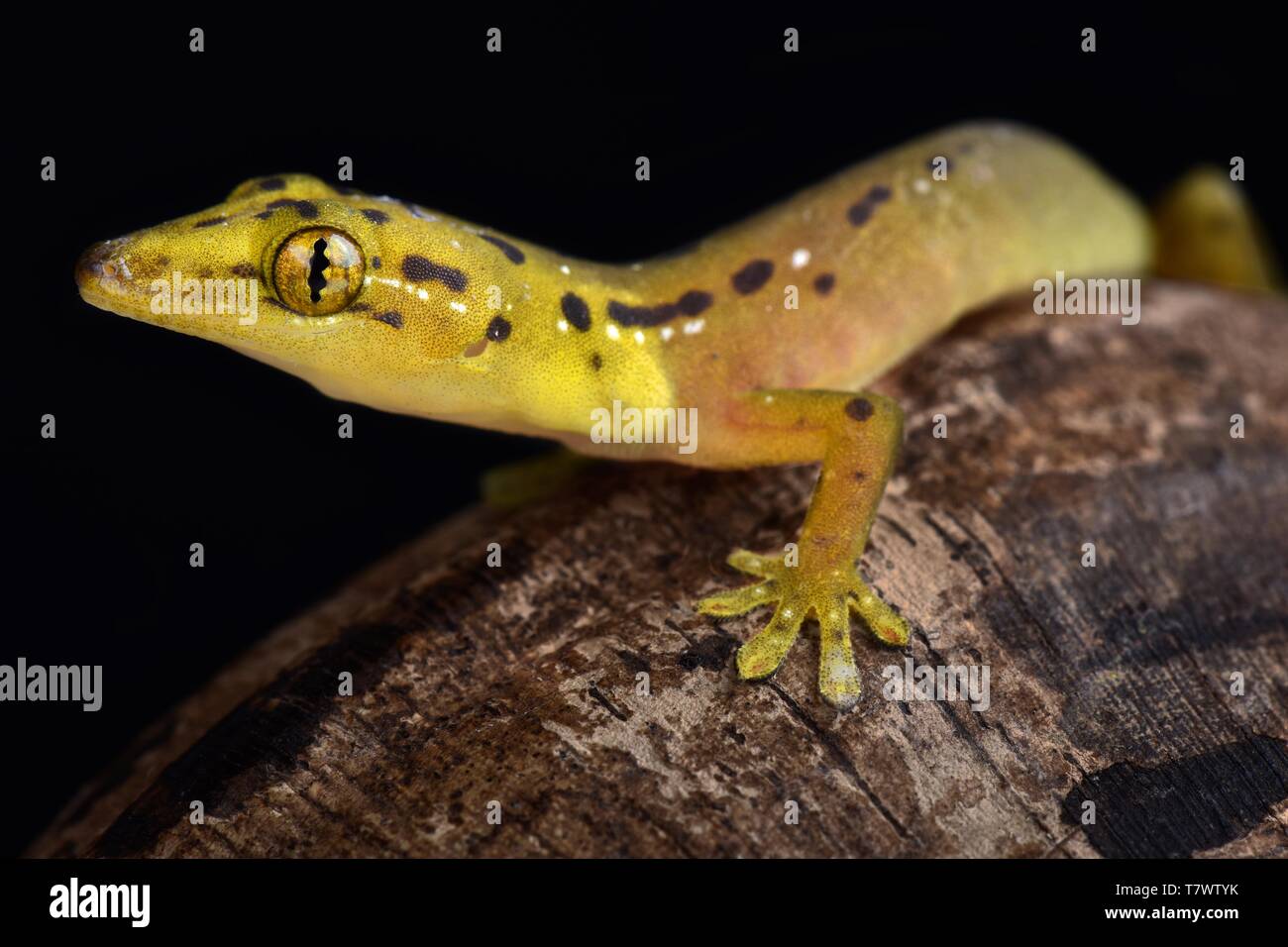Polillo false gecko hi-res stock photography and images - Alamy