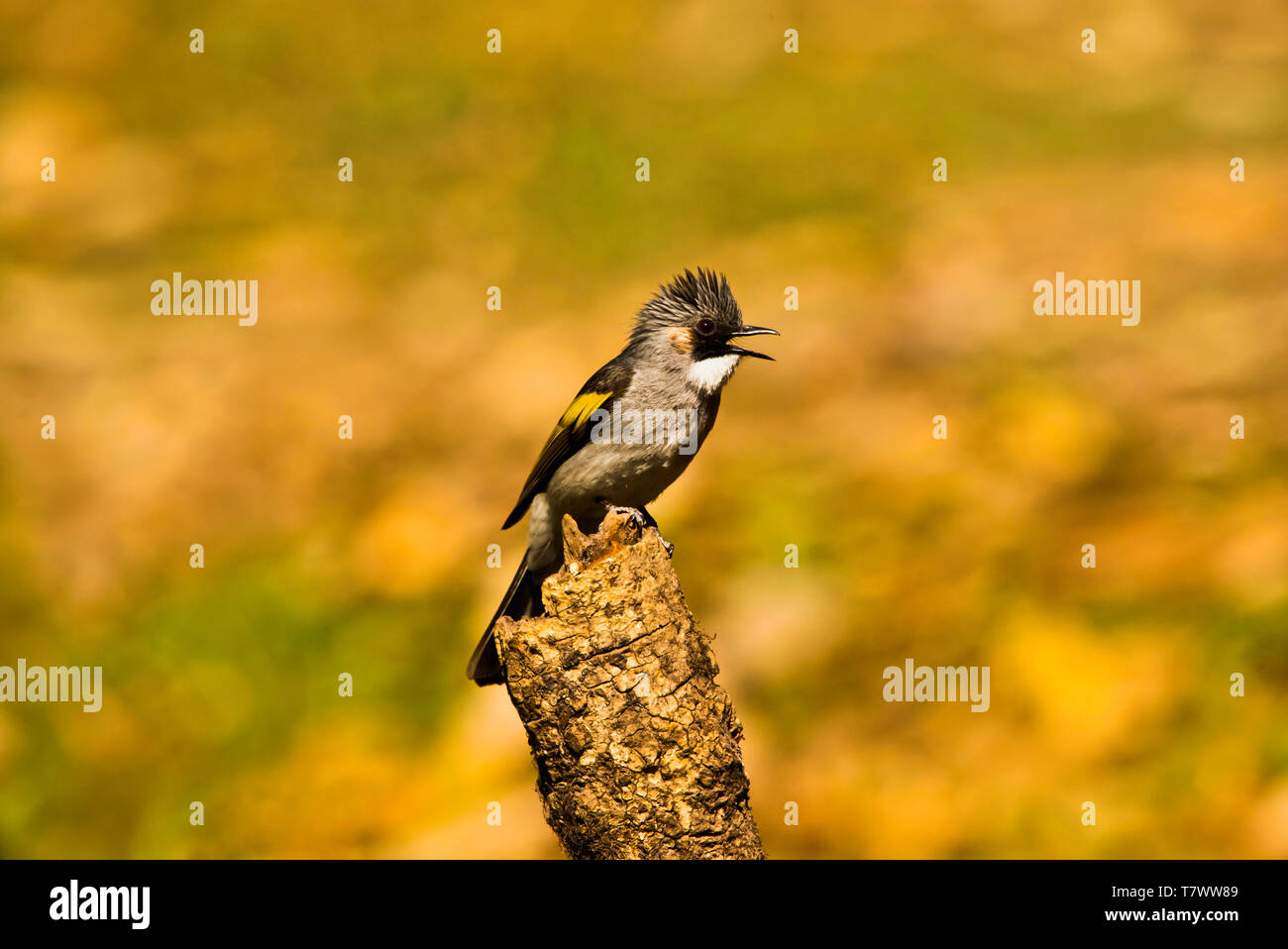 Bulbul species of india hi-res stock photography and images - Alamy