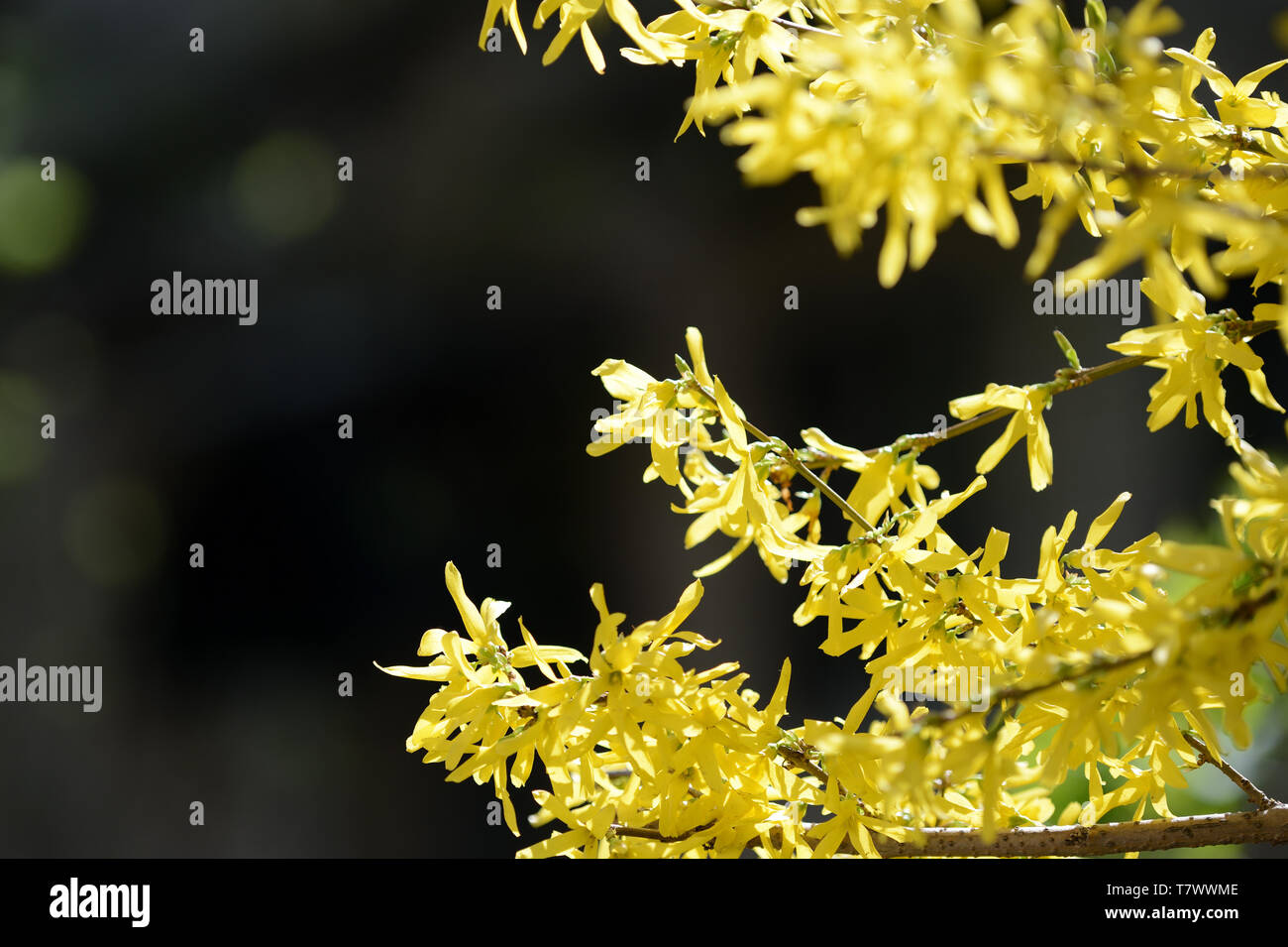 Forsythia bush hi-res stock photography and images - Alamy