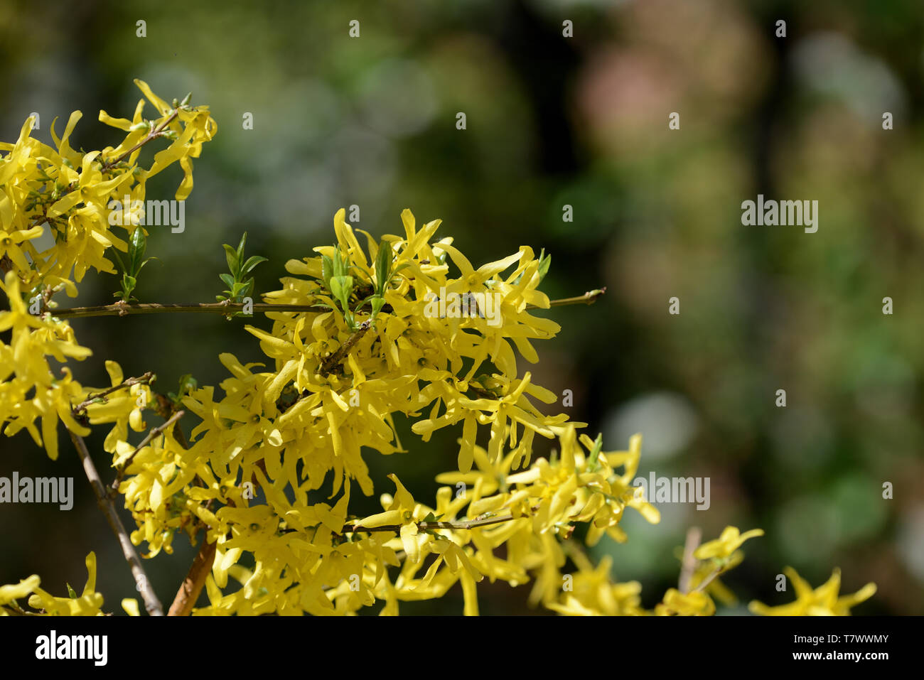 Forsythia bush hi-res stock photography and images - Alamy