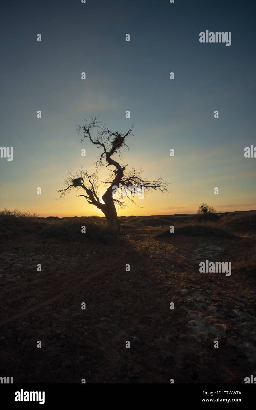 Populus diversifolia tree in the desert.West of Inner Mongolia, China ...