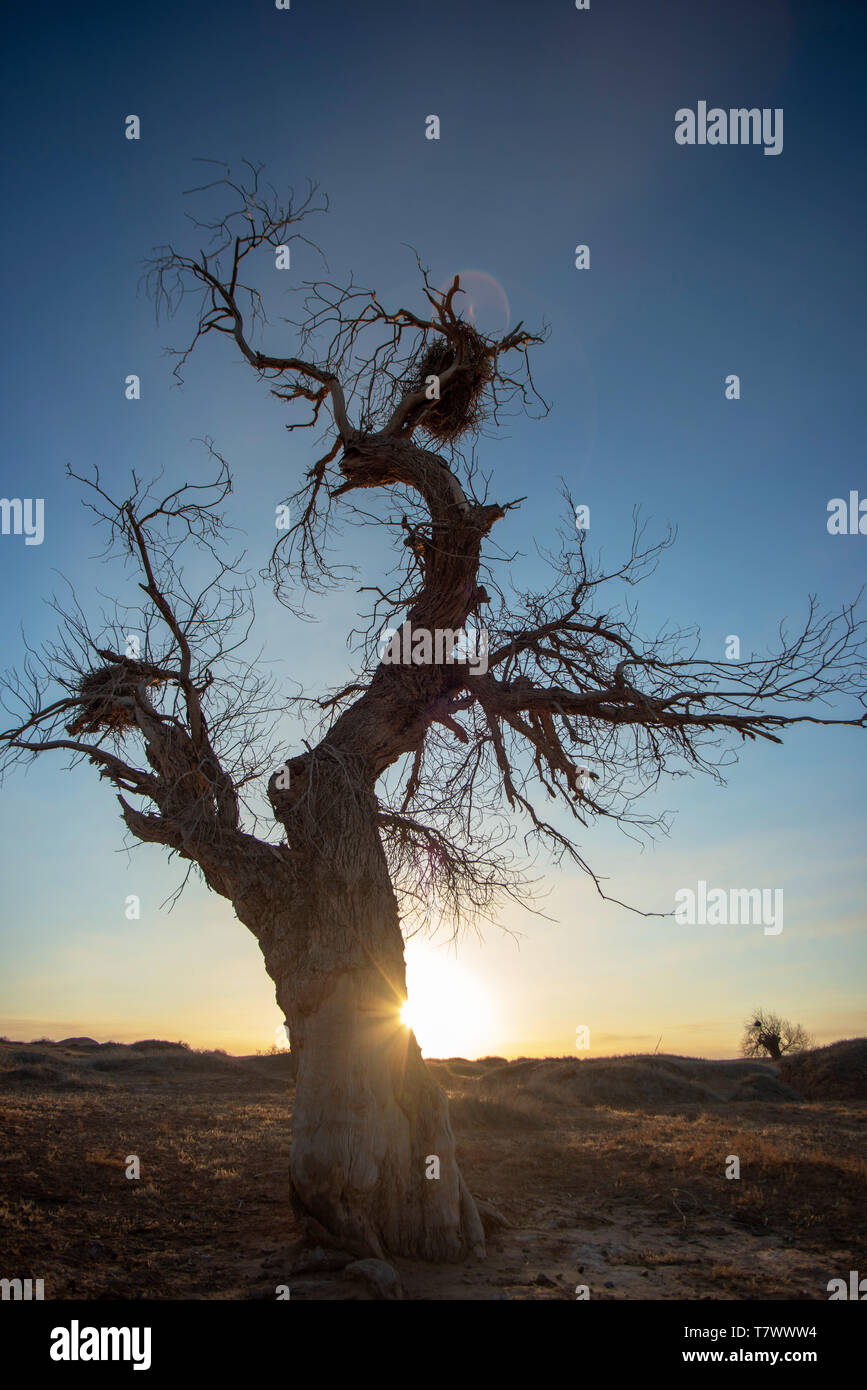 Populus diversifolia tree in the desert.West of Inner Mongolia, China ...