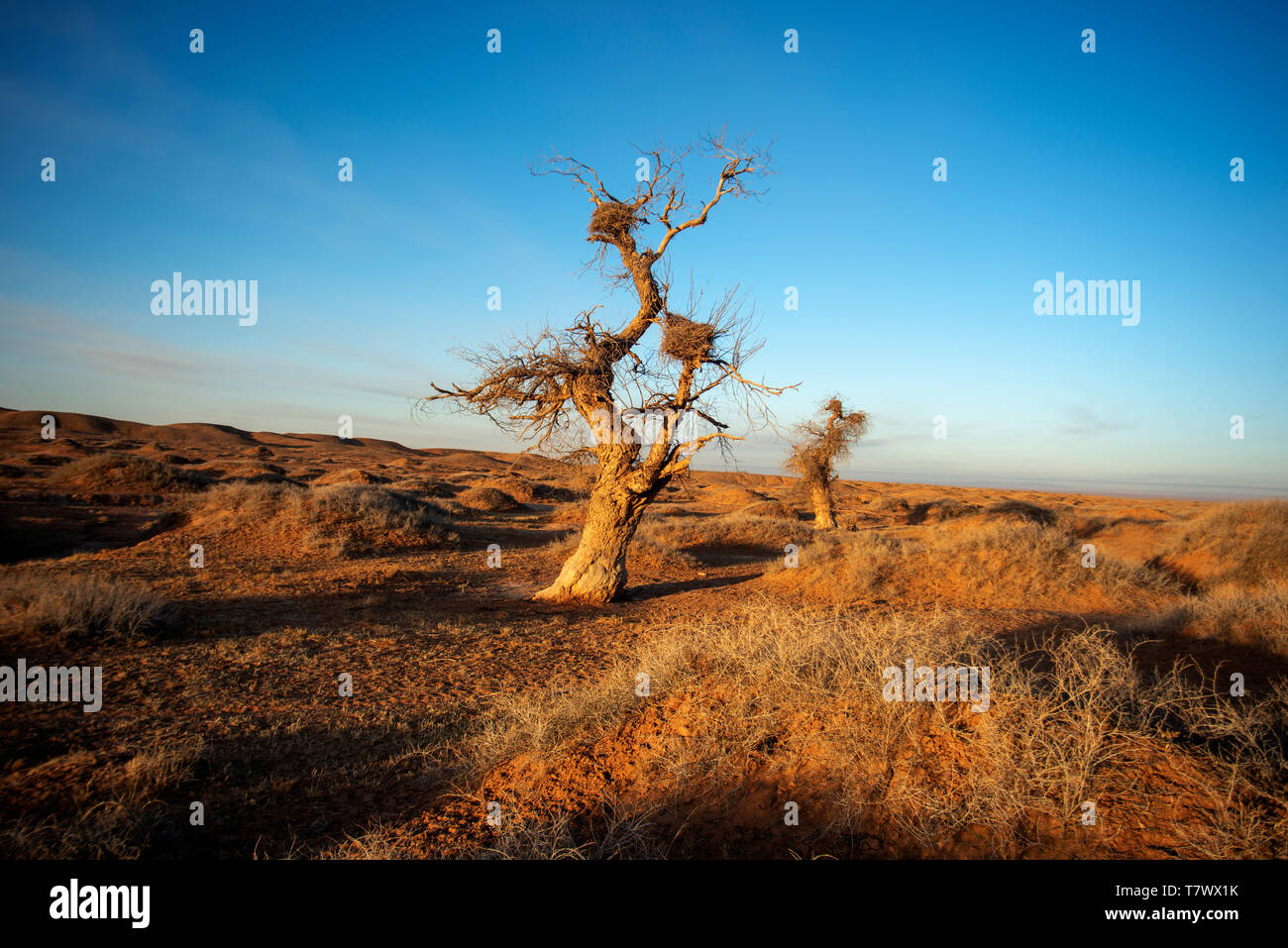 Populus diversifolia tree in the desert.West of Inner Mongolia, China ...