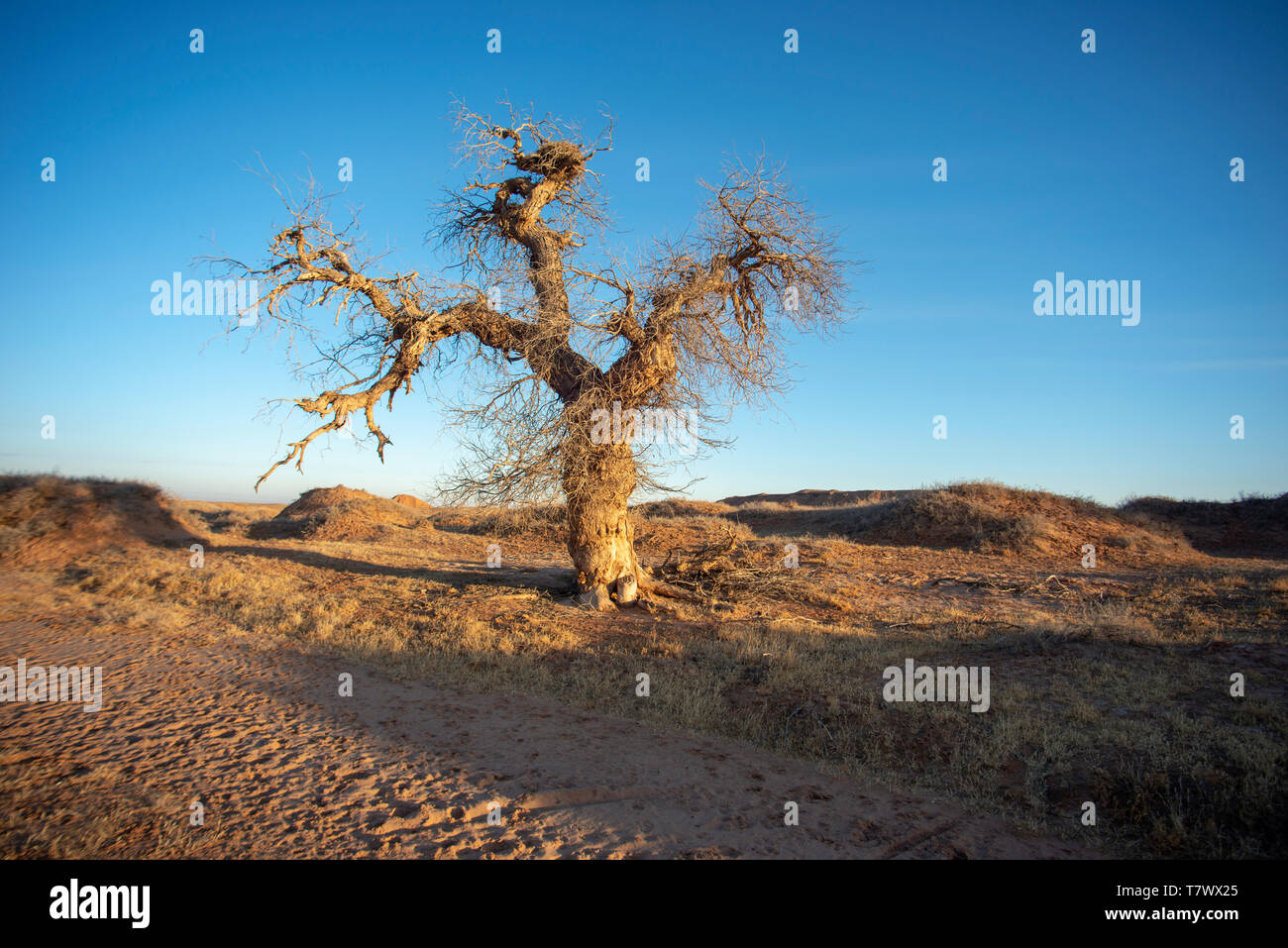 Populus diversifolia tree in the desert.West of Inner Mongolia, China ...