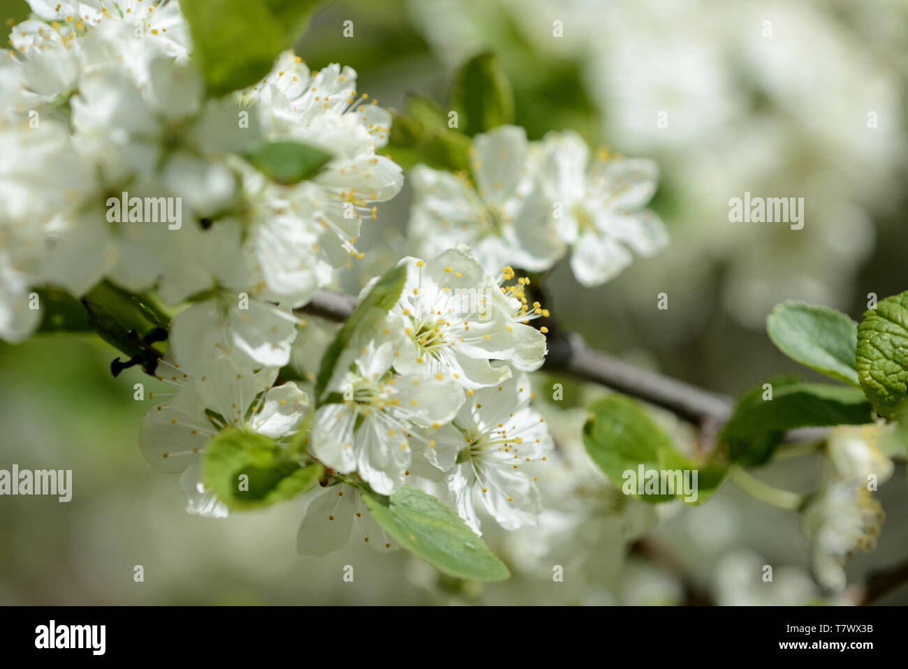 White cherry tree hi-res stock photography and images - Alamy