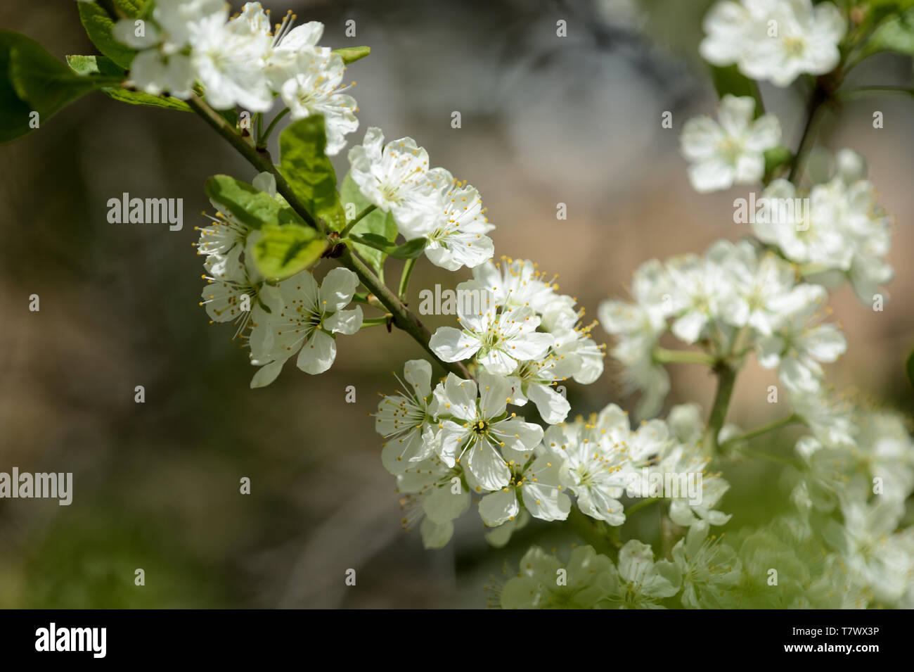 White cherry tree hi-res stock photography and images - Alamy