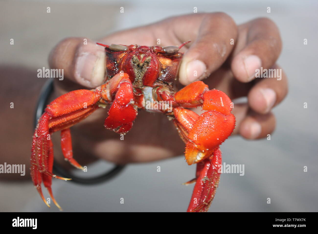 This is a Sea crab Stock Photo - Alamy