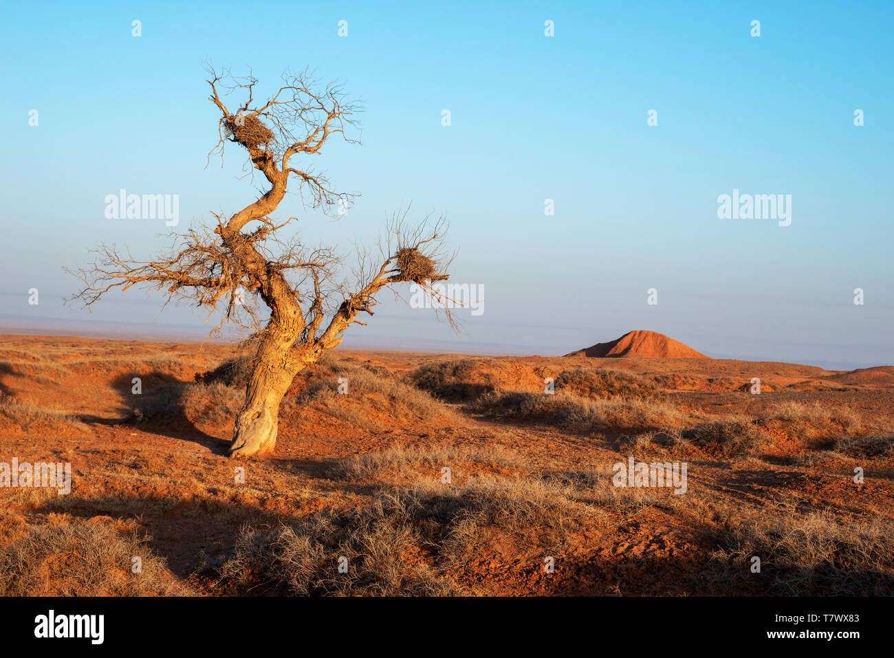 Populus diversifolia hi-res stock photography and images - Alamy