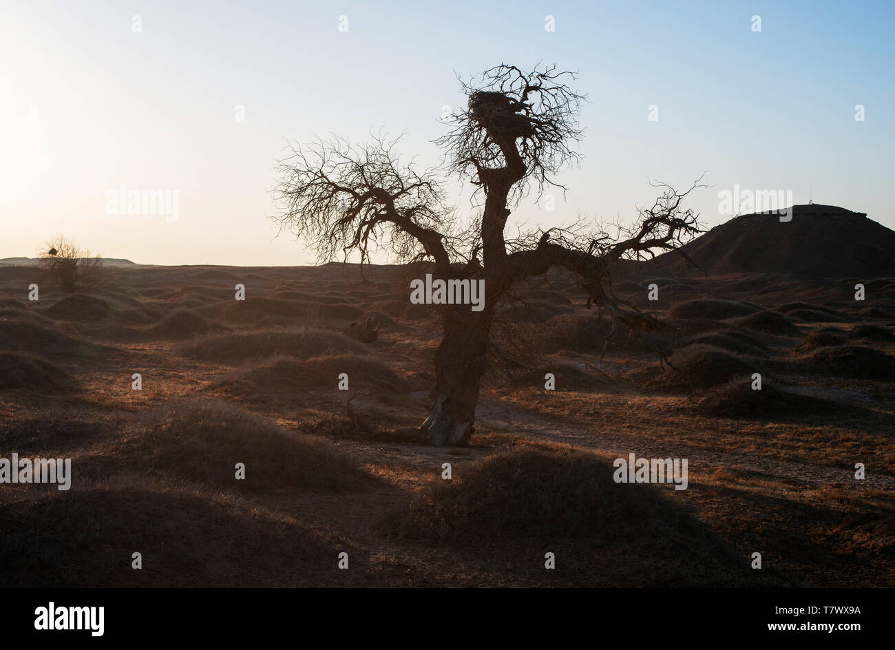 Populus diversifolia tree in the desert.West of Inner Mongolia, China ...
