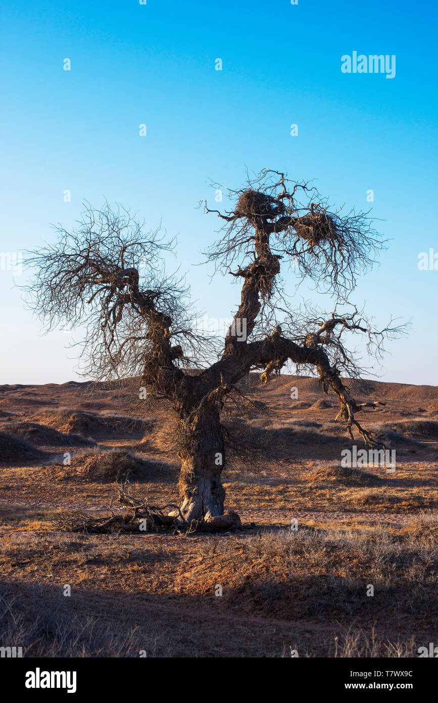 Inner Mongolia Tree Poplar Tree In Autumn Season Ejina Inner Mongolia
