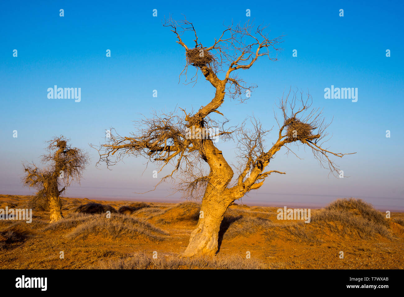 Inner Mongolia Tree Poplar Tree In Autumn Season Ejina Inner Mongolia