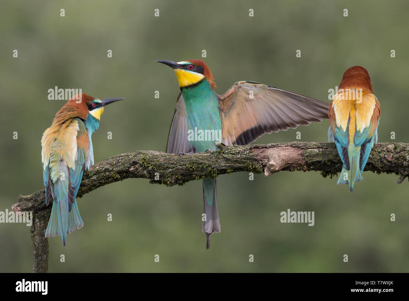Beautiful portrait of European bee eaters (Merops apiaster Stock Photo ...