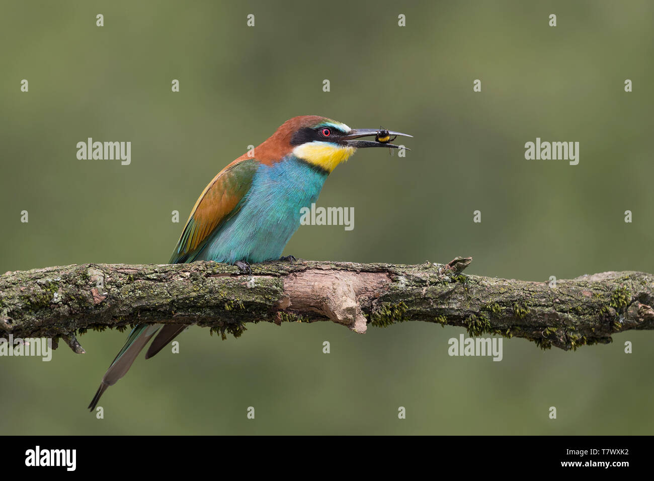 Bee aviary hi-res stock photography and images - Alamy