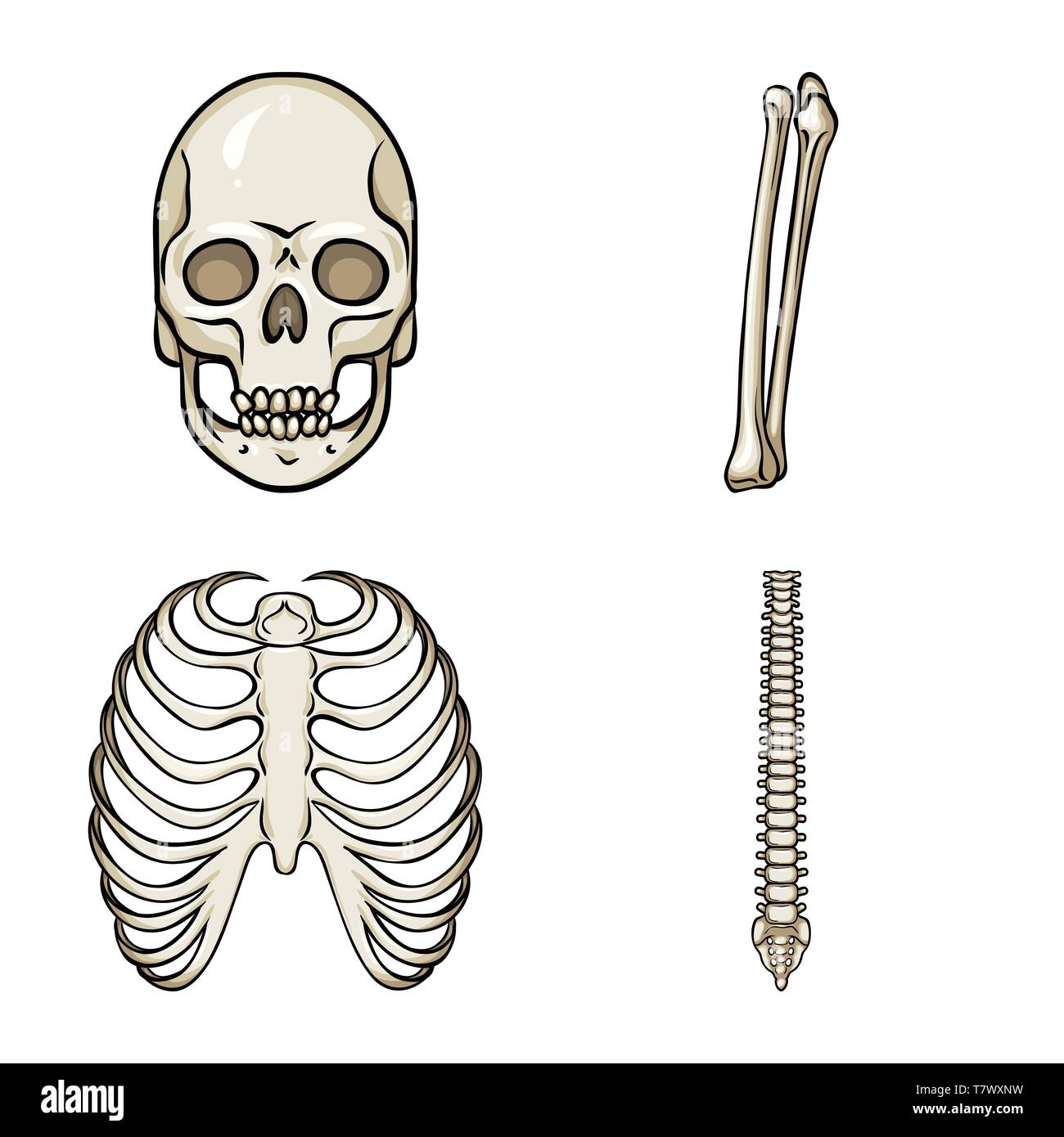 skull,femur,rib,death,cage,spine,monster,leg,xray,chiropractic,evil ...