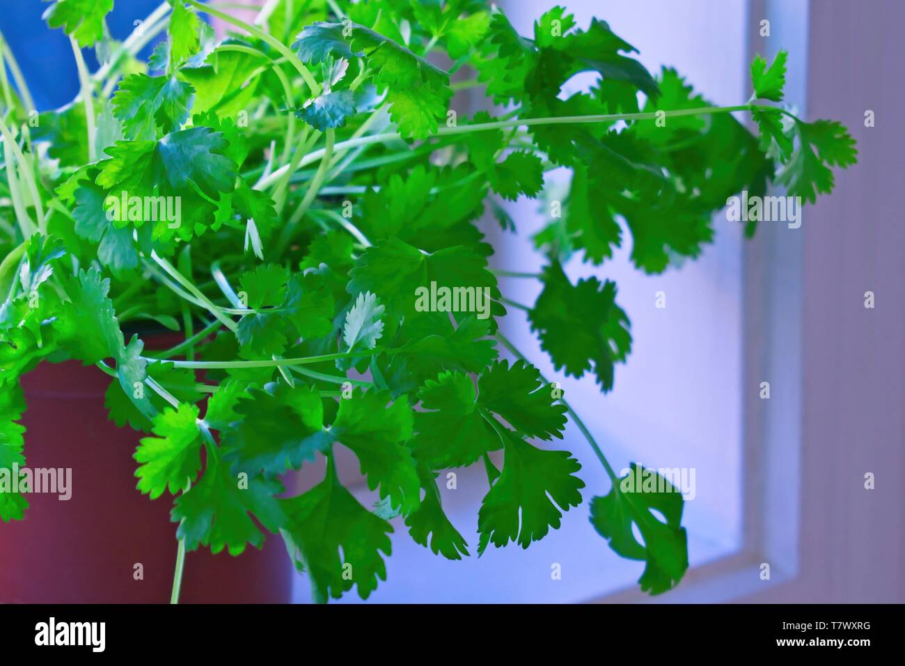 Coriander pot window hi-res stock photography and images - Alamy