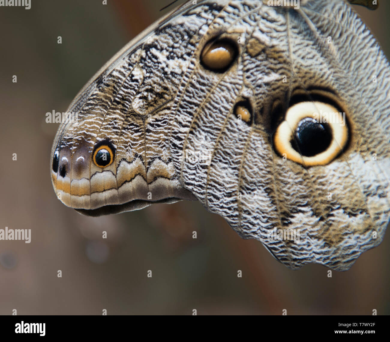 A butterfly in Ecuador who mimics a snake to keep predators away, this ...