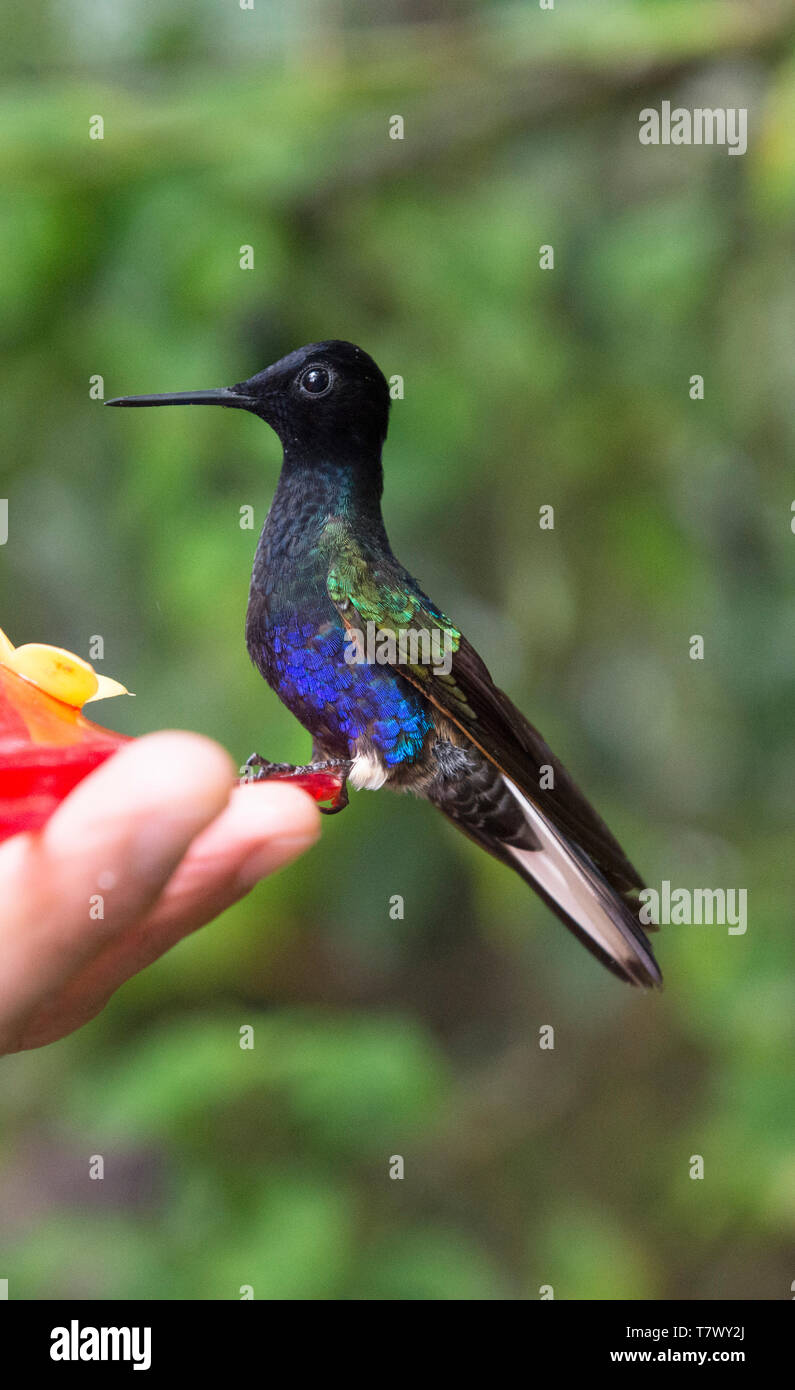 Hummingbirds come and feed on honeyed water near Mindo near Quito ...