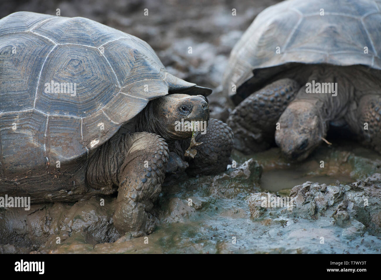 Giant tortoise on the island of Santa Cruz, in Galapagos Islands ...