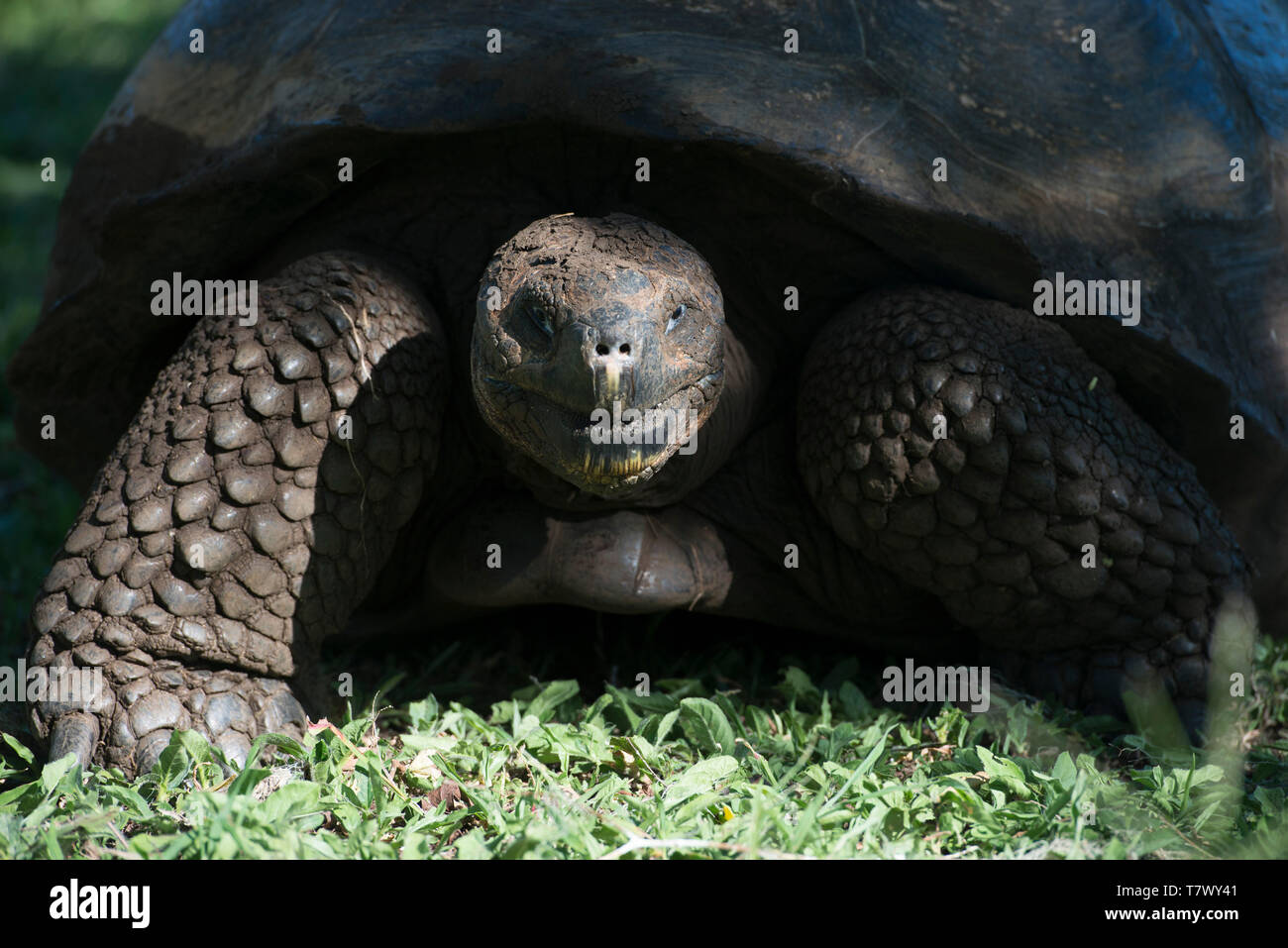 Giant tortoise on the island of Santa Cruz, in Galapagos Islands ...