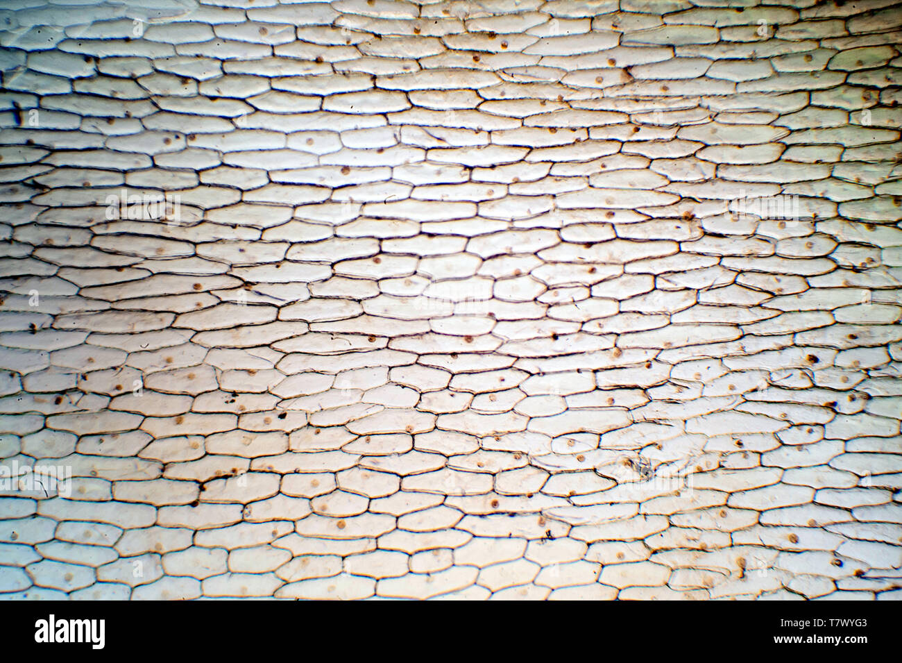 Onion cells hi-res stock photography and images - Alamy