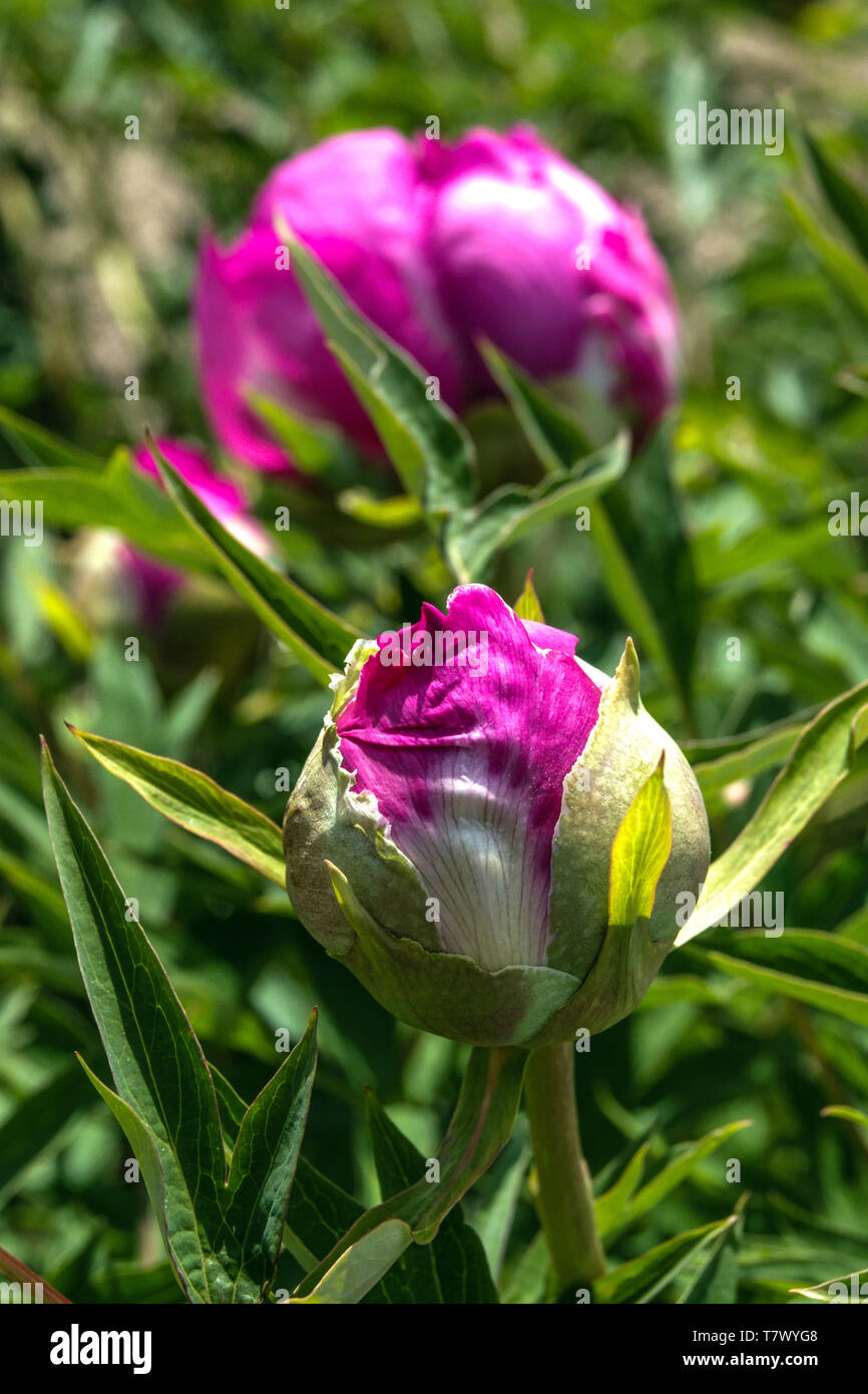 Tree peony bud, buds, Budding pink flowers, Paeonia suffruticosa Stock ...