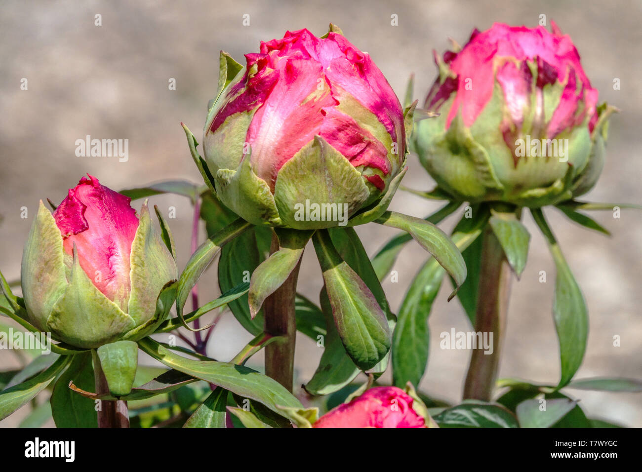 Tree peony buds in garden hi-res stock photography and images - Alamy